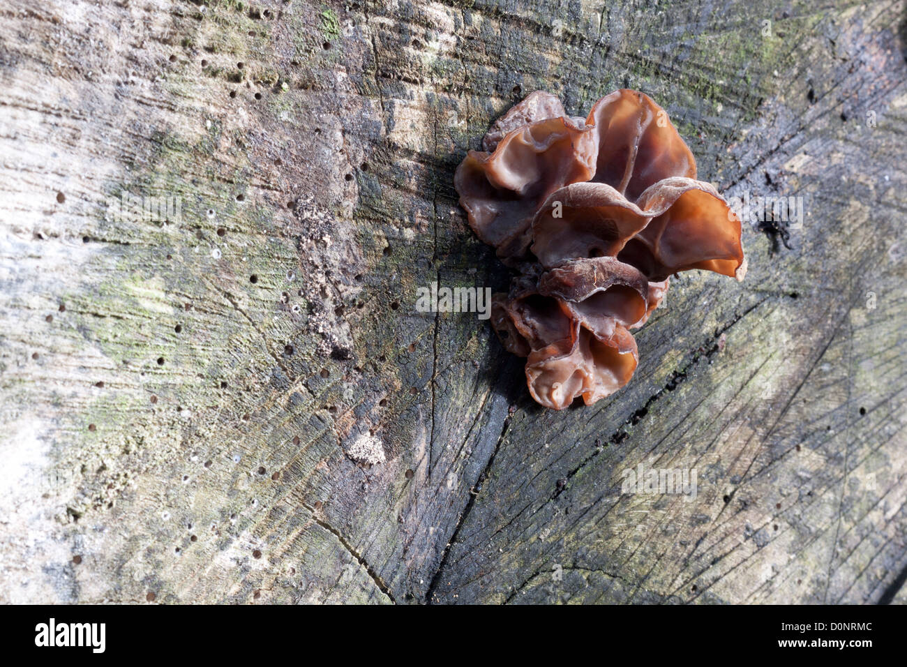 Fungus growing from a cut down tree Stock Photo - Alamy
