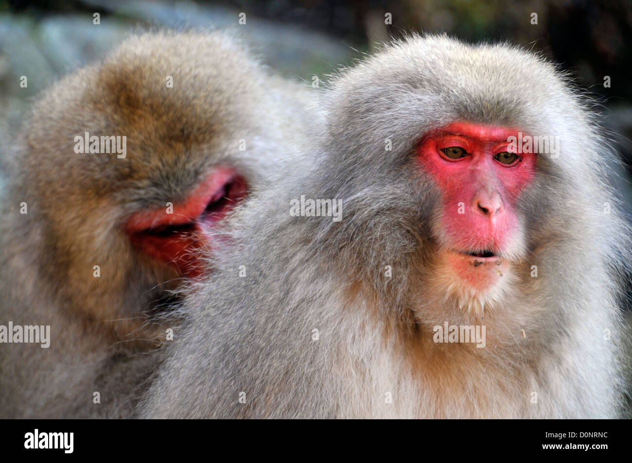 Japanese macaques Macaca fuscata Jigokudani Monkey Park Joshinetsu ...