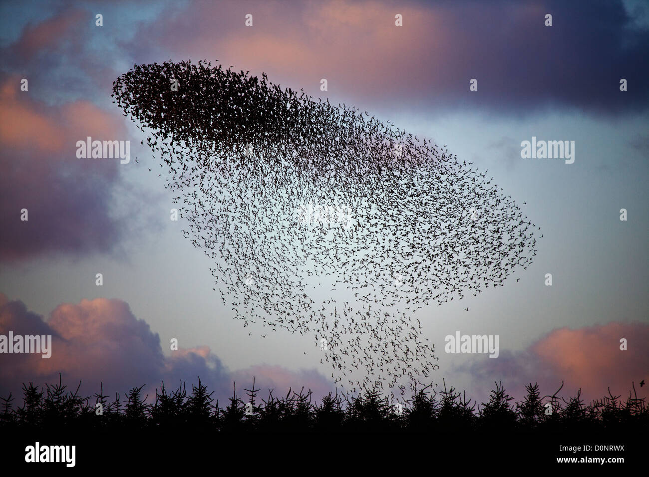 Swarming Birds