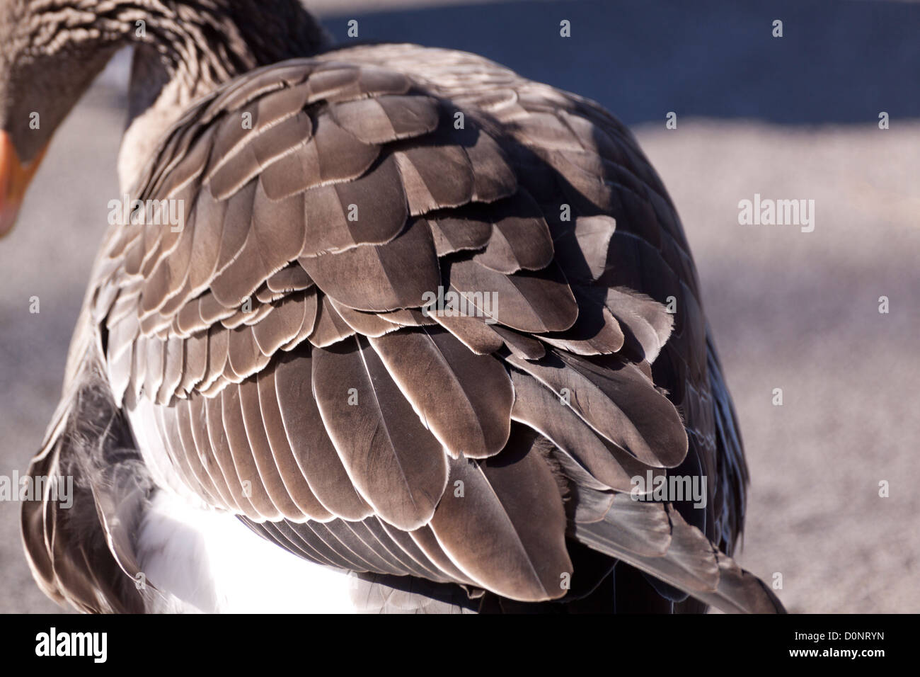Duck 's back Stock Photo - Alamy