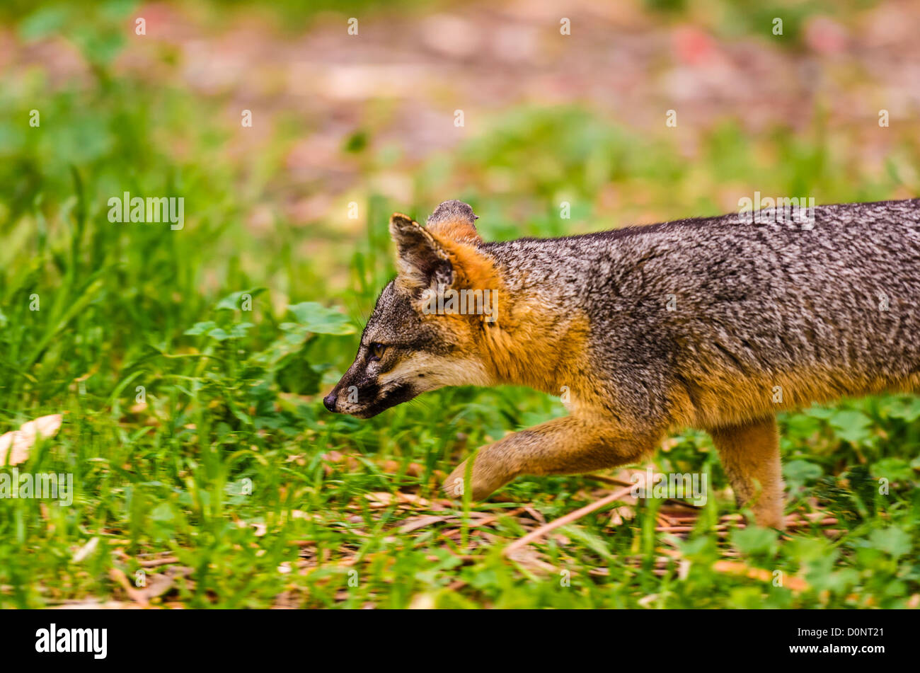 Island Fox at Scorpion Ranch, Santa Cruz Island, Channel Islands ...
