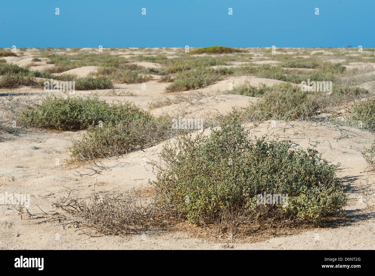 Landscape over an arid desert environment with bushes Stock Photo - Alamy