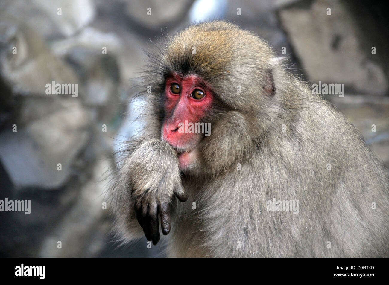 Japanese macaque, Macaca fuscata, Jigokudani Monkey Park, Joshinetsu ...