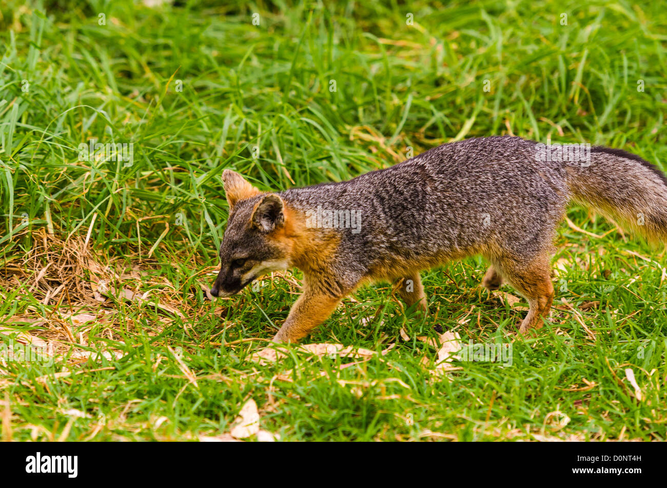 Island Fox at Scorpion Ranch, Santa Cruz Island, Channel Islands ...