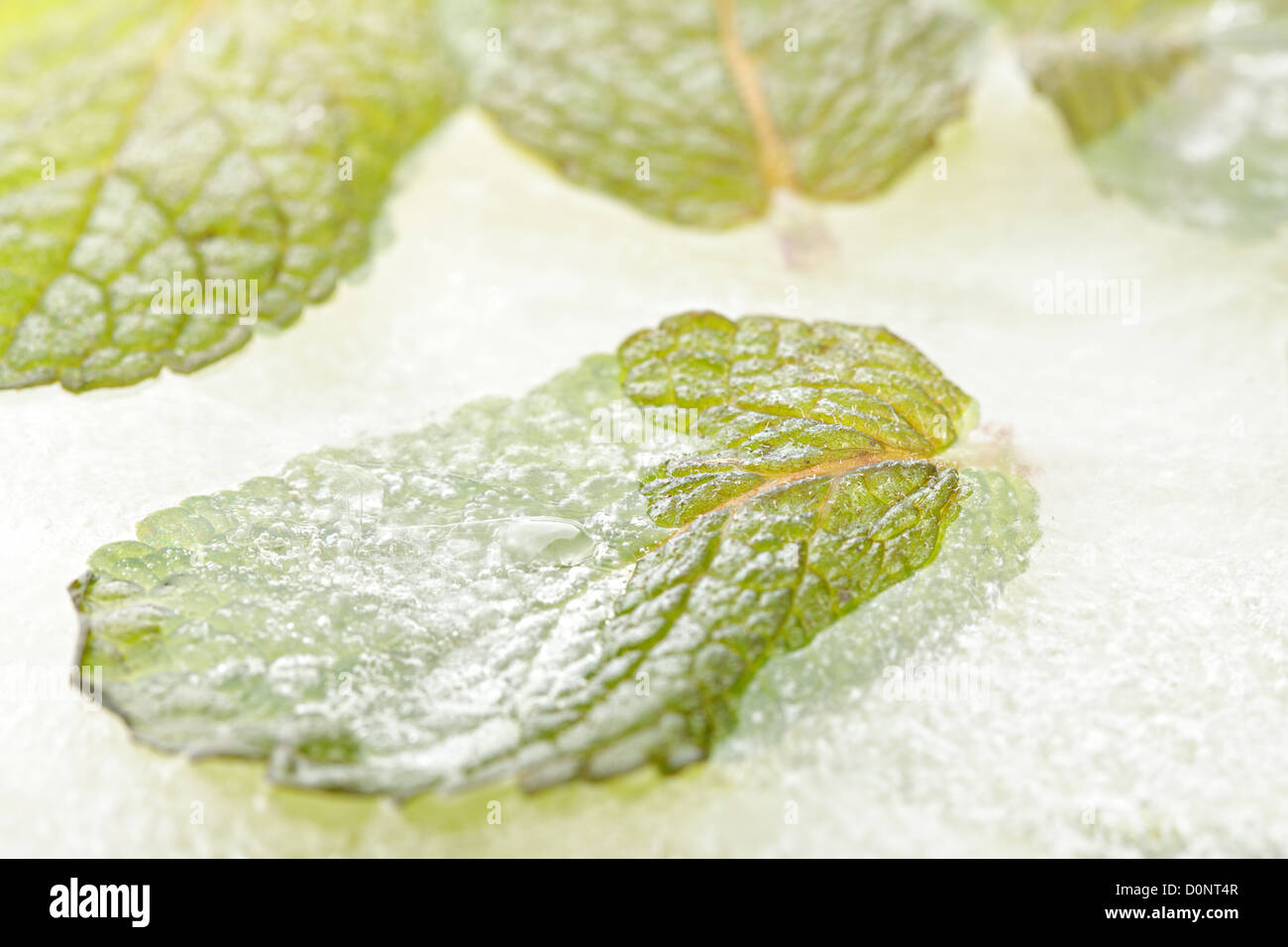 Frozen mint leaf Stock Photo - Alamy