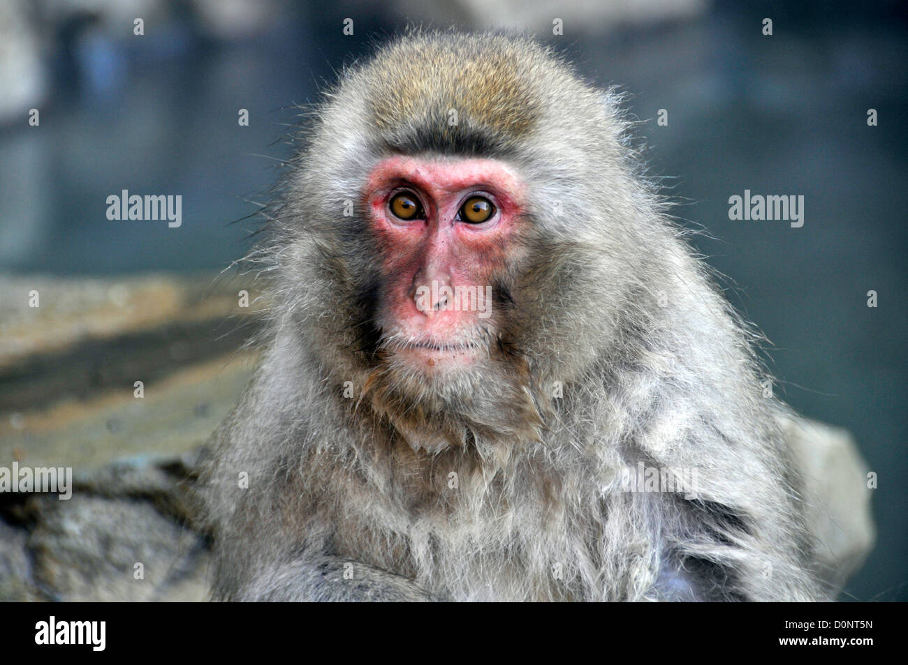 Japanese macaque, Macaca fuscata, Jigokudani Monkey Park, Joshinetsu ...