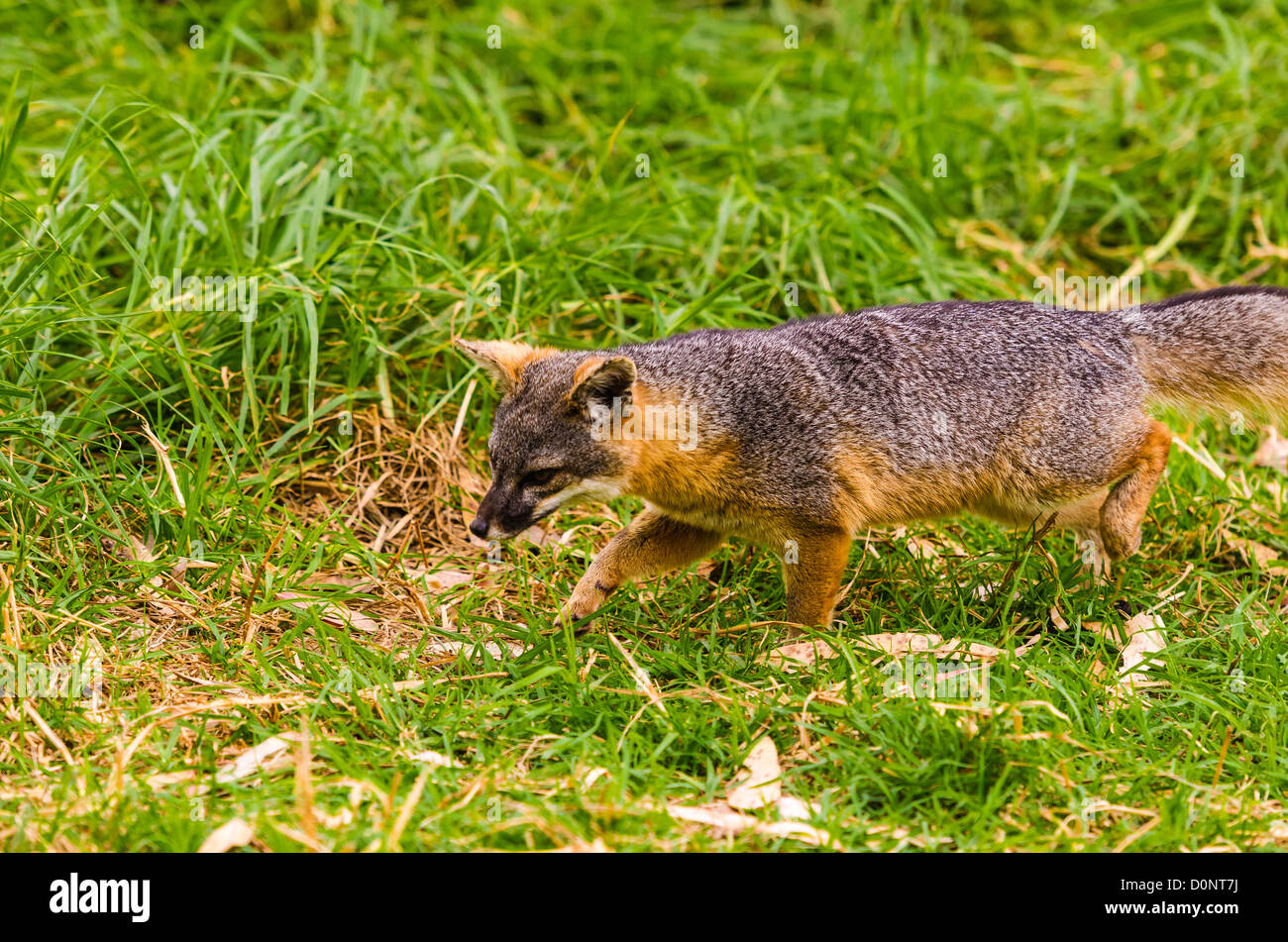 Island Fox at Scorpion Ranch, Santa Cruz Island, Channel Islands ...