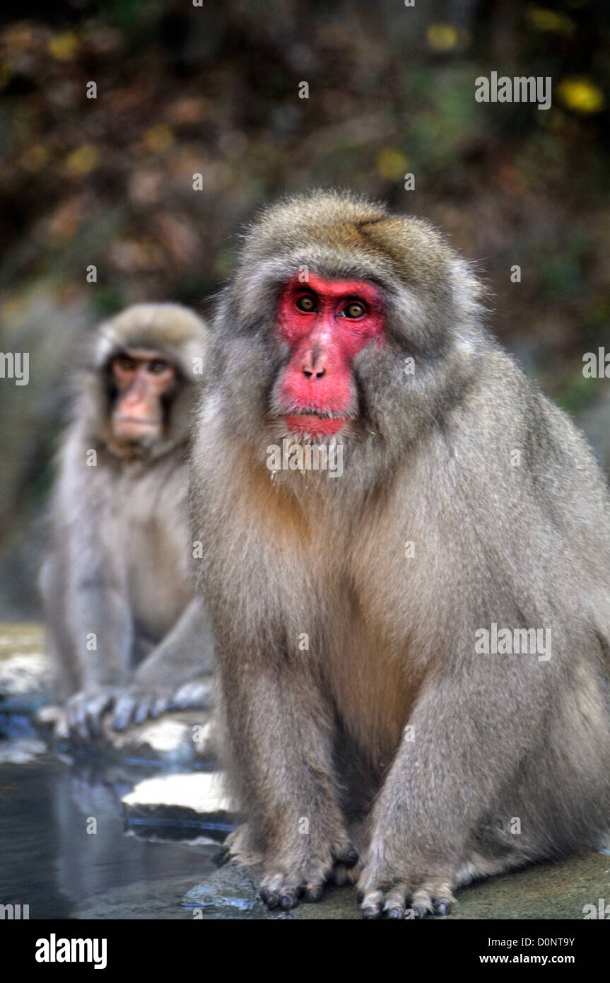 Japanese macaque, Macaca fuscata, Jigokudani Monkey Park, Joshinetsu ...