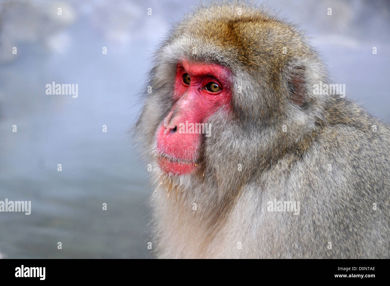 Japanese macaque, Macaca fuscata, Jigokudani Monkey Park, Joshinetsu ...
