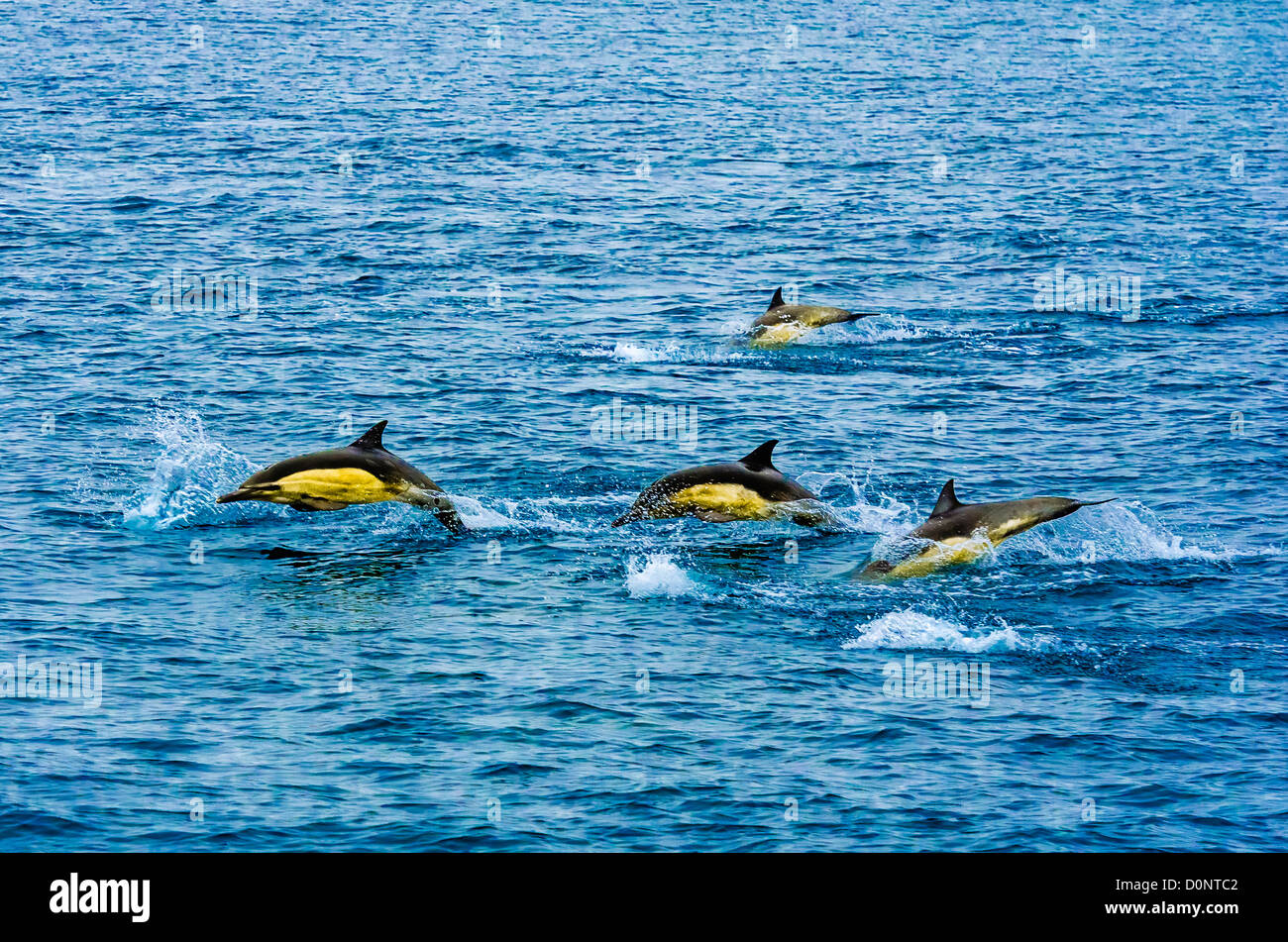 Common Dolphin (Delphinus delphis), Channel Islands National Park ...