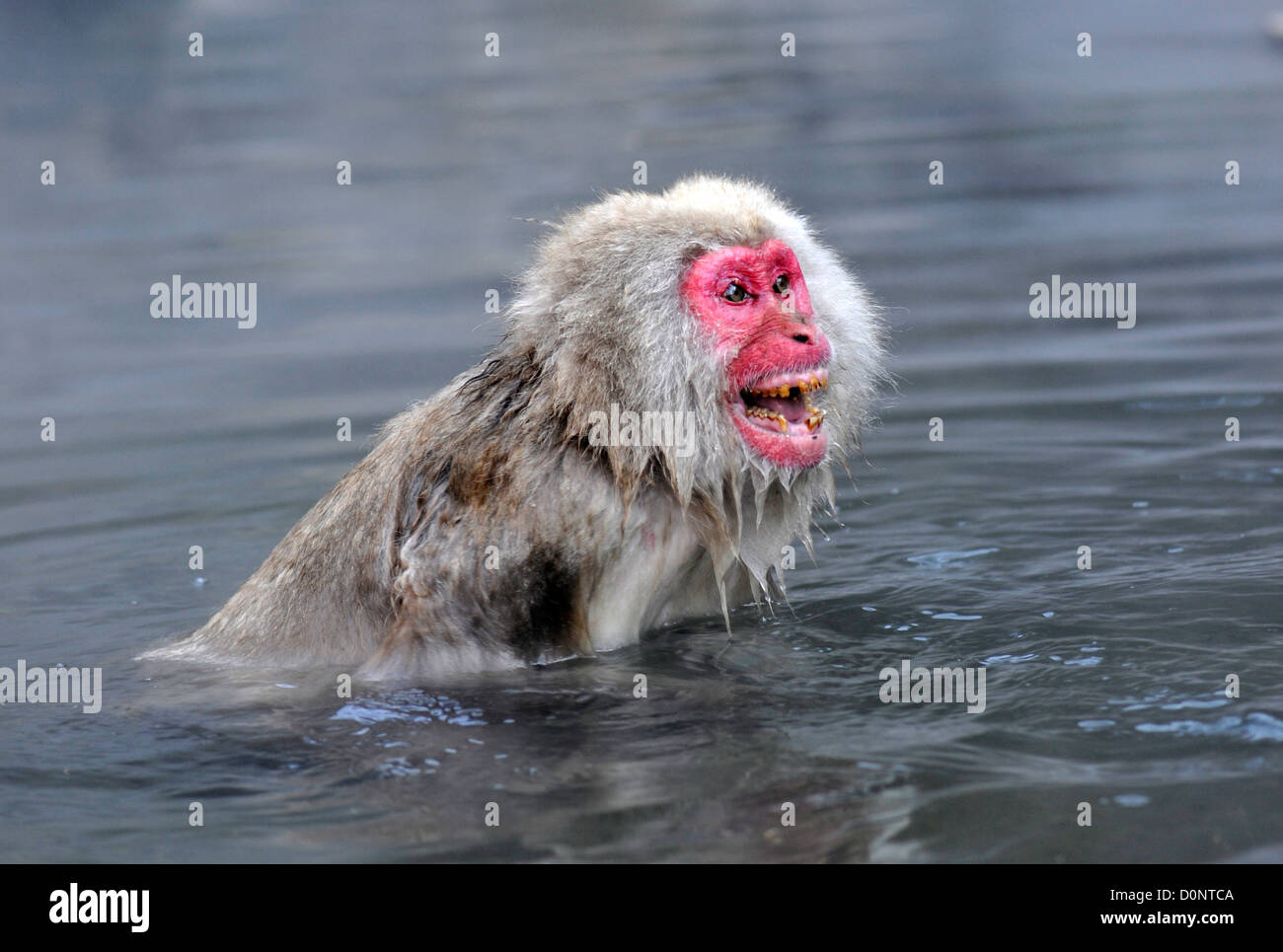 Japanese macaque, Macaca fuscata, Jigokudani Monkey Park, Joshinetsu ...