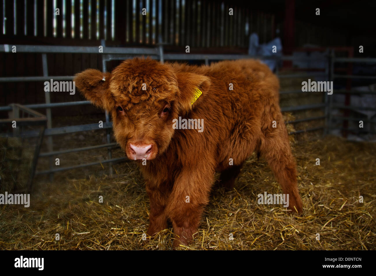 Fluffy calf hi-res stock photography and images - Alamy