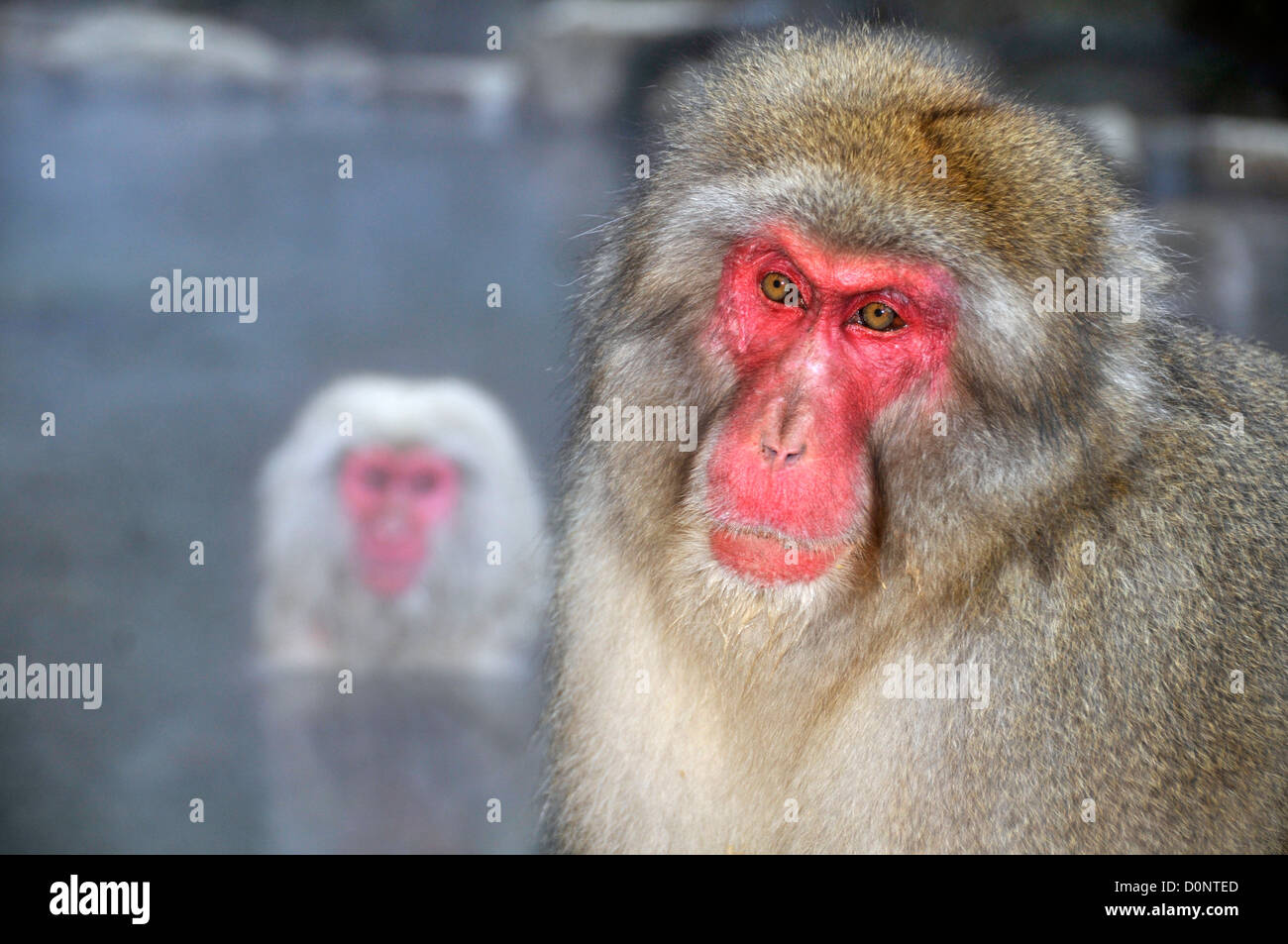 Japanese macaque, Macaca fuscata, Jigokudani Monkey Park, Joshinetsu ...
