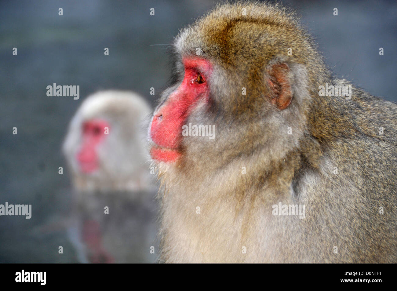 Japanese macaque, Macaca fuscata, Jigokudani Monkey Park, Joshinetsu ...