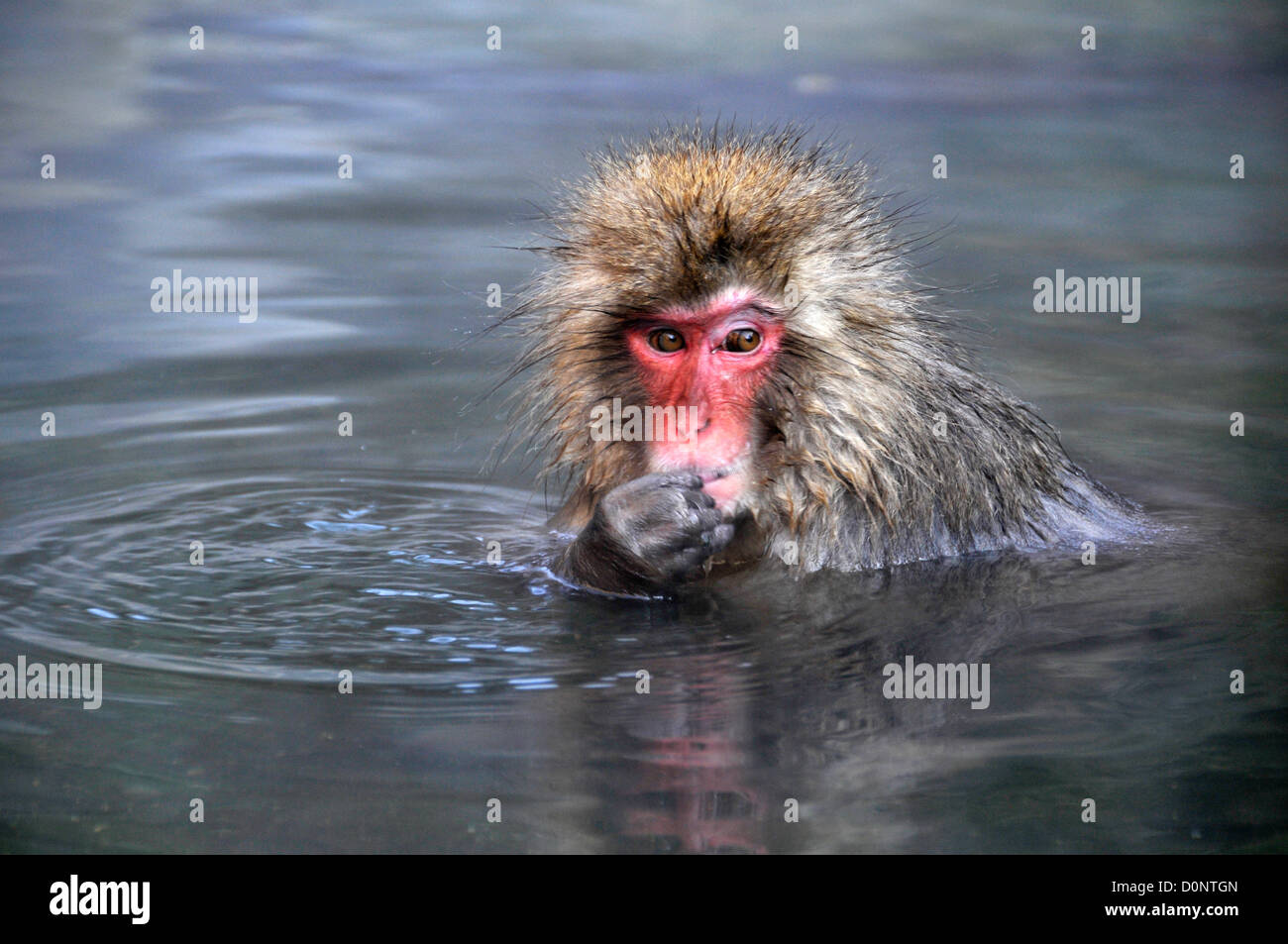 Japanese macaque, Macaca fuscata, Jigokudani Monkey Park, Joshinetsu ...