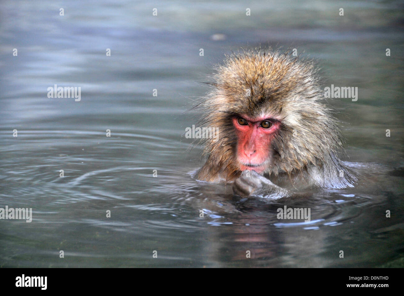 Japanese macaque, Macaca fuscata, Jigokudani Monkey Park, Joshinetsu ...