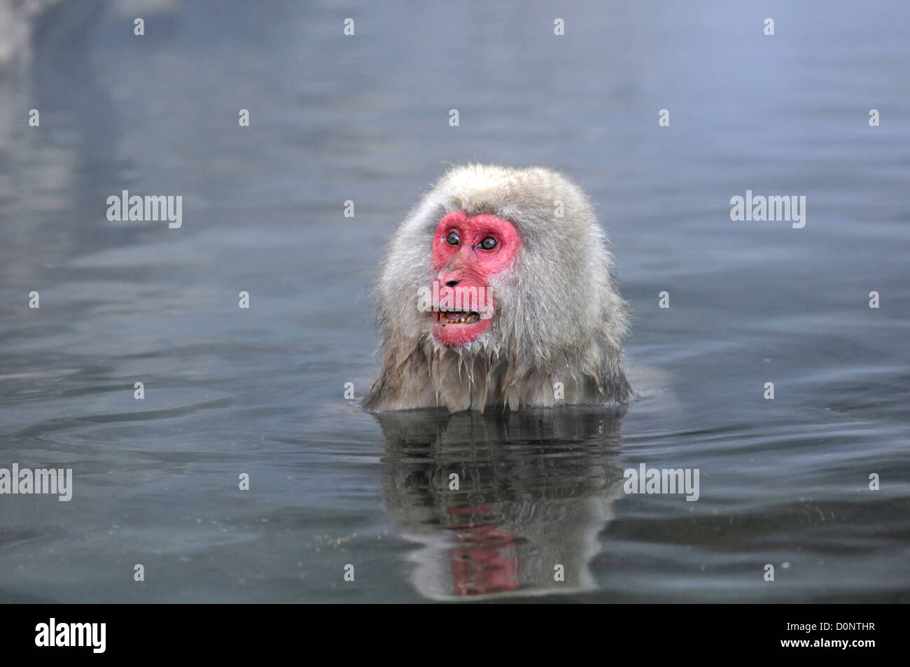Japanese macaque, Macaca fuscata, Jigokudani Monkey Park, Joshinetsu ...