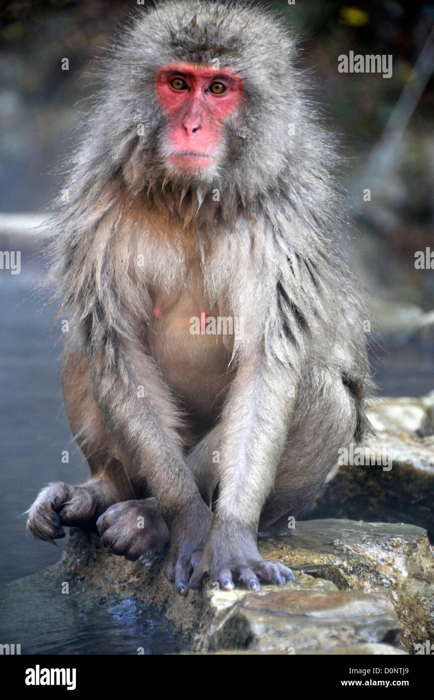 Japanese macaque, Macaca fuscata, Jigokudani Monkey Park, Joshinetsu ...