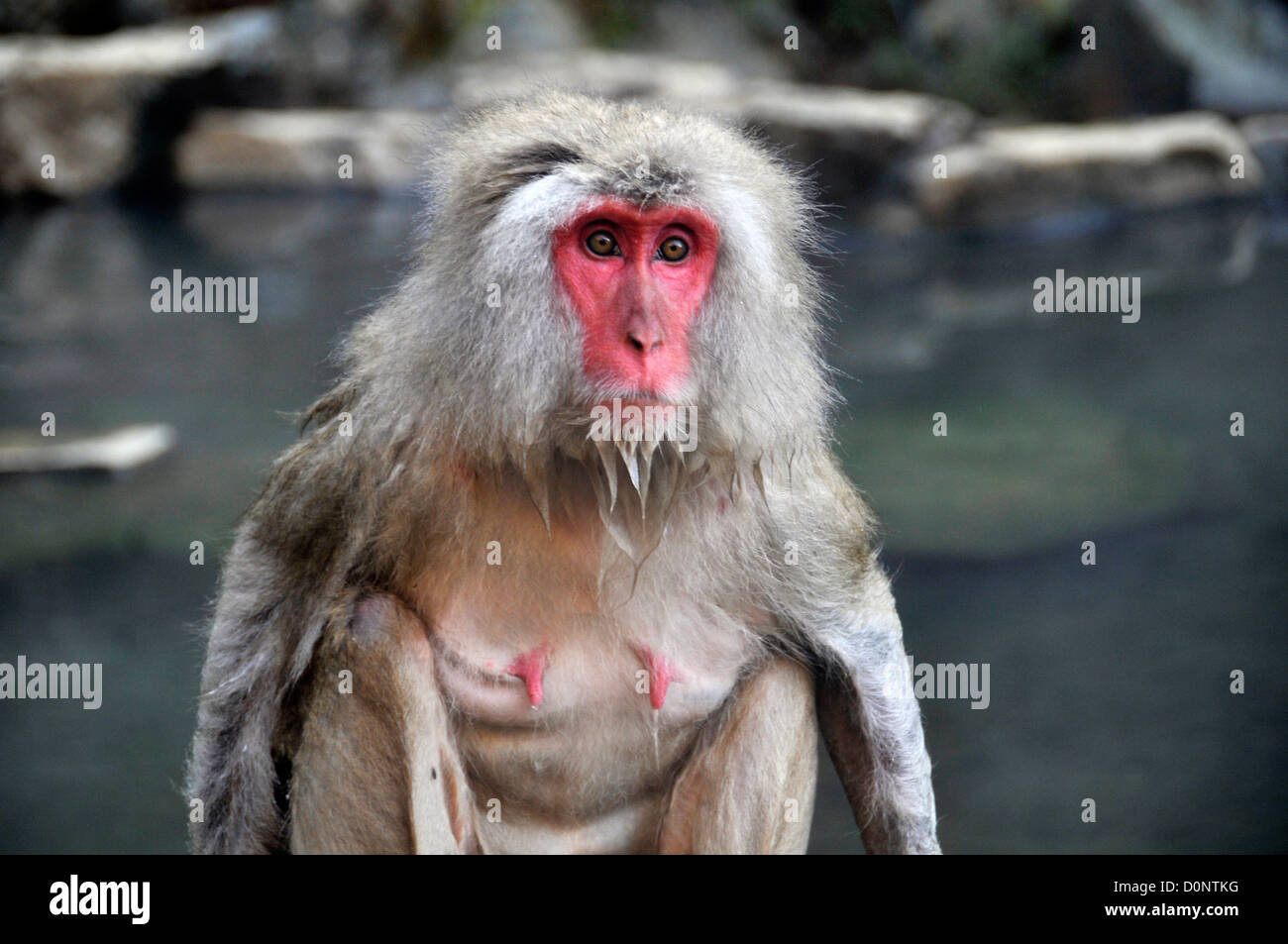 Japanese macaque, Macaca fuscata, Jigokudani Monkey Park, Joshinetsu ...