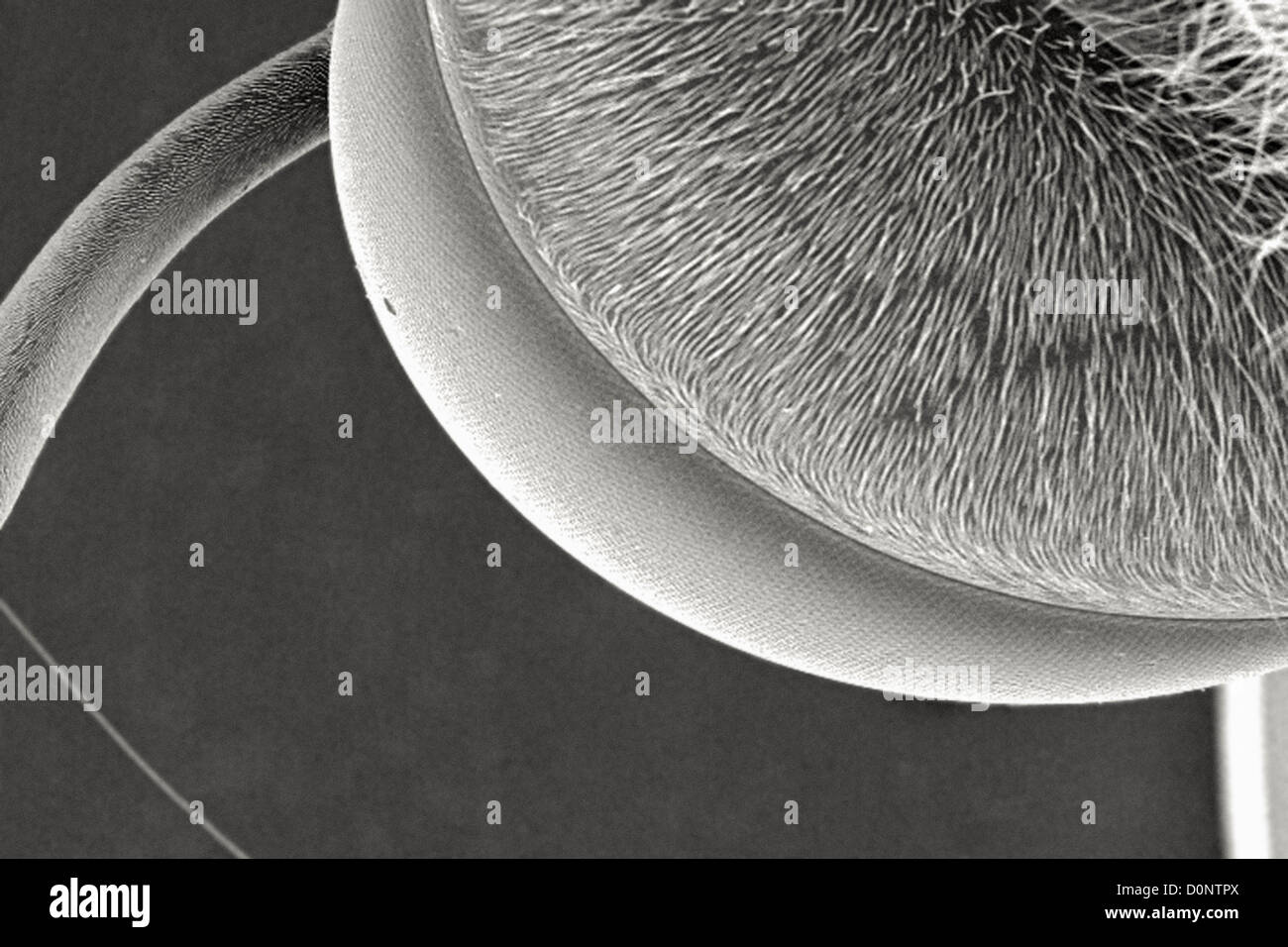 Compound eye sem hi-res stock photography and images - Alamy