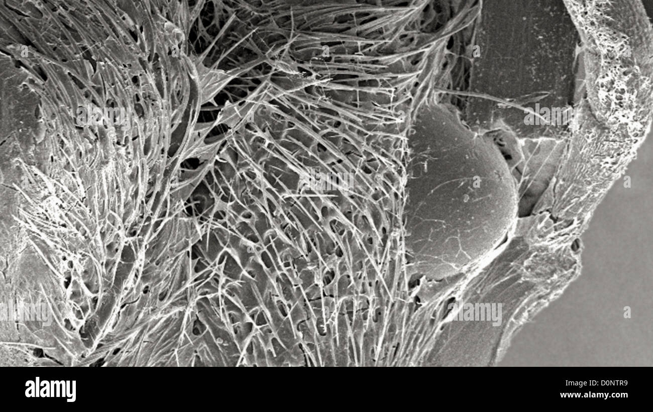 Hydra Under Microscope 40x