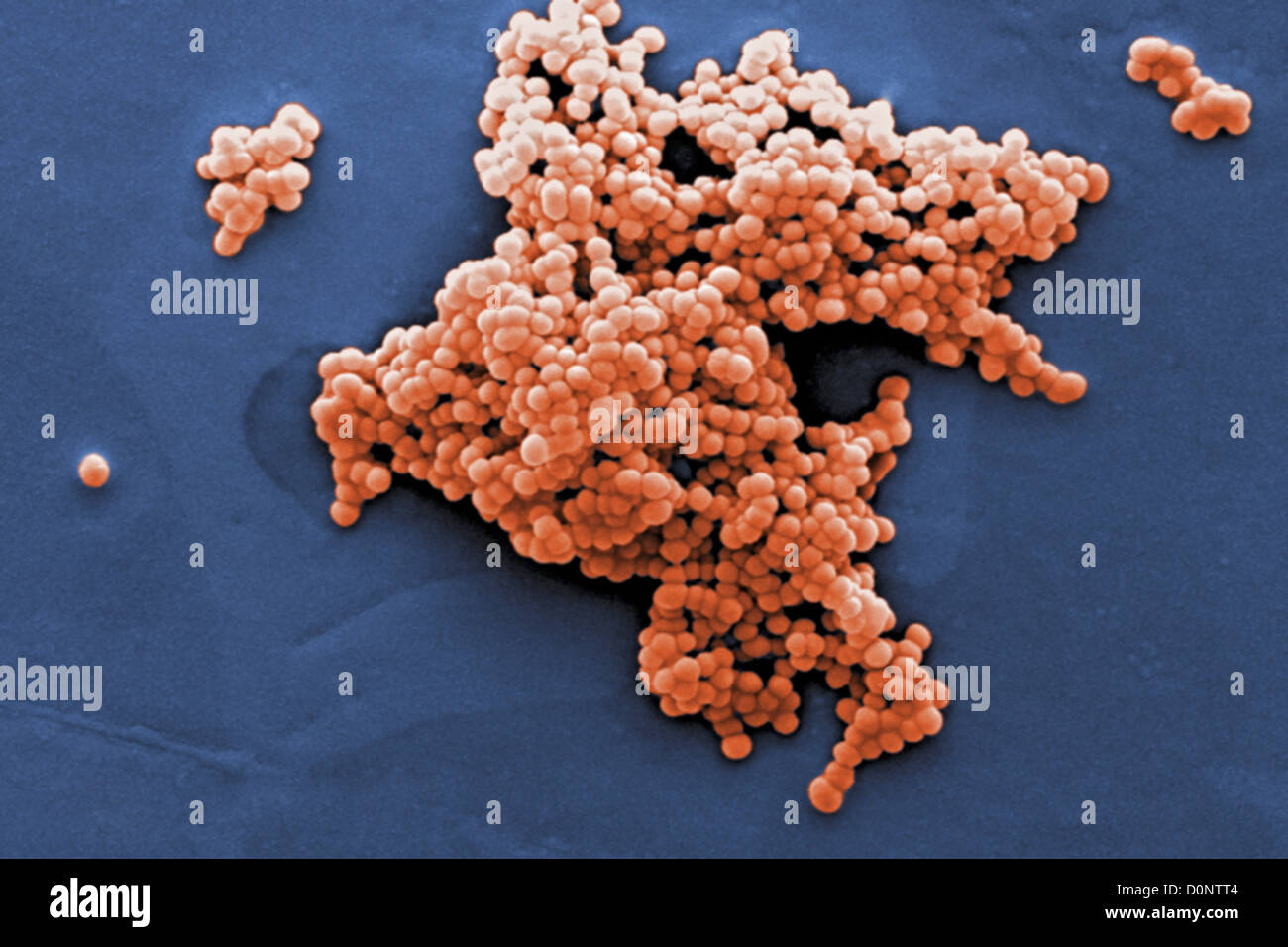 Scanning electron microscopy bacteria hi-res stock photography and ...