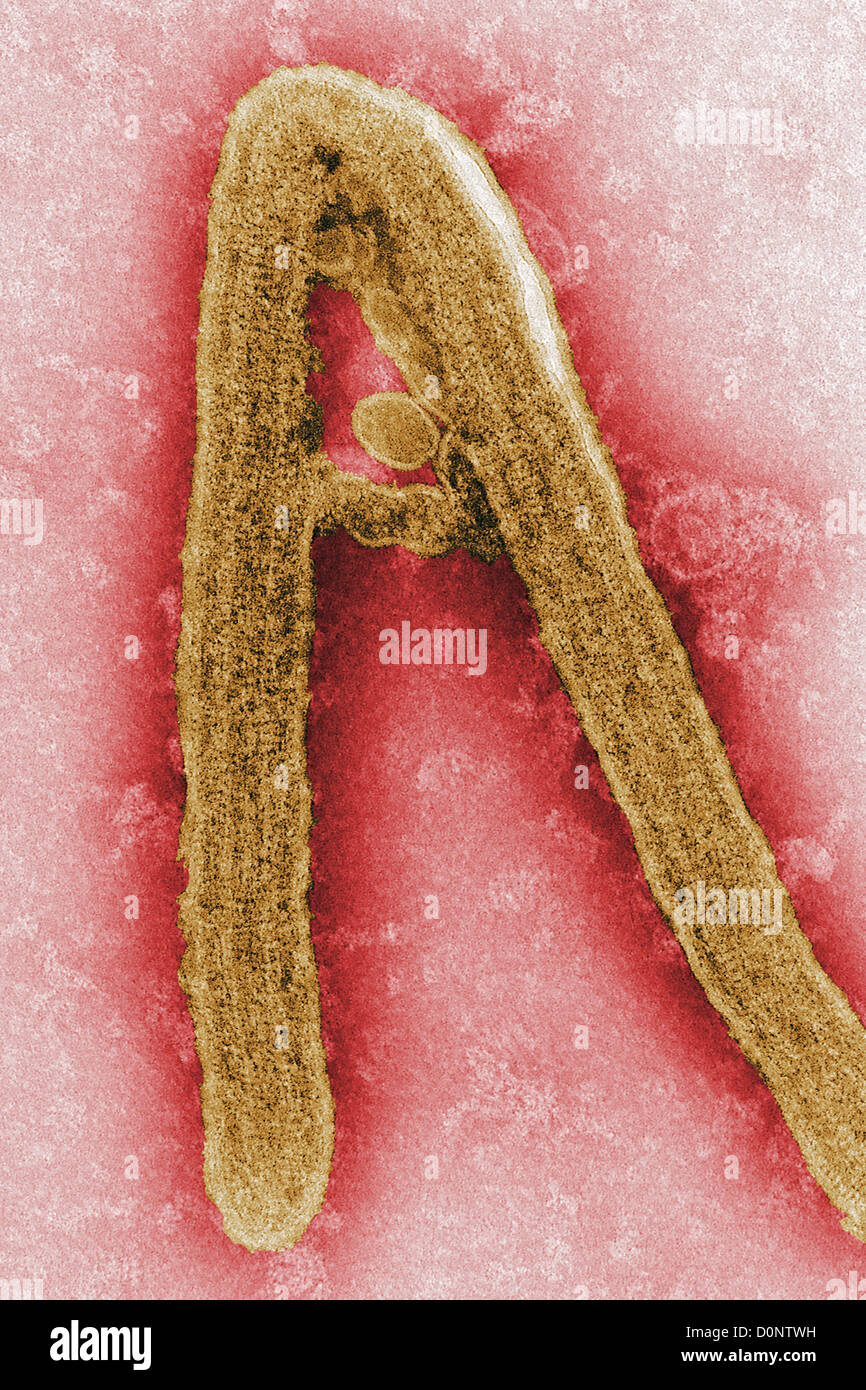 Marburg virus virion hi-res stock photography and images - Alamy