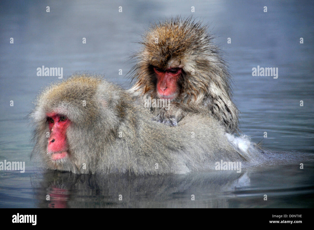 Japanese macaques, Macaca fuscata, in social grooming behavior inside ...