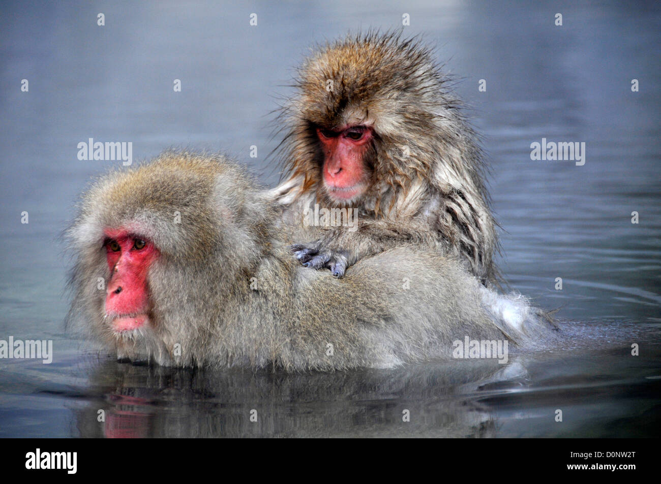 Japanese macaques, Macaca fuscata, in social grooming behavior inside ...