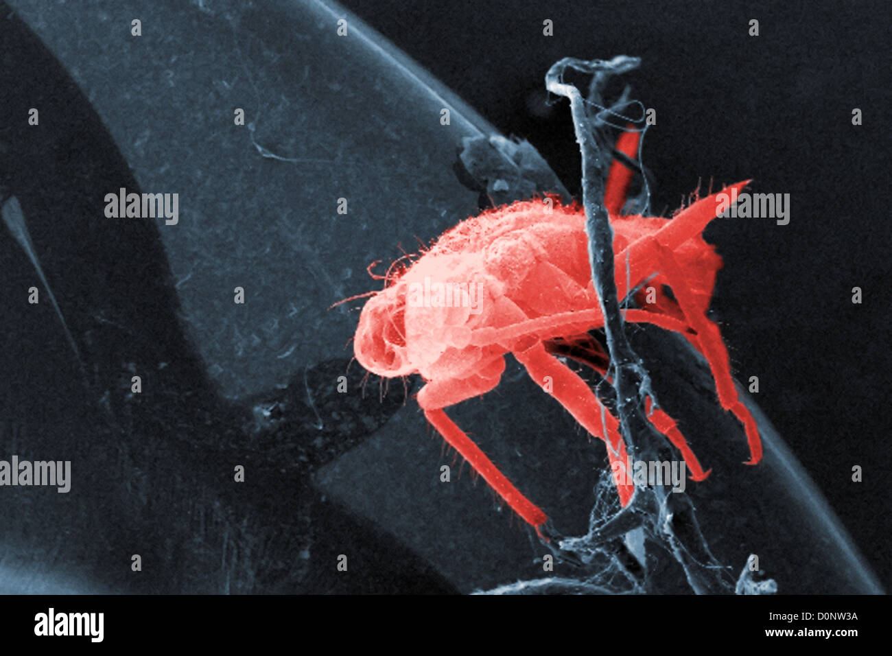 This low magnification 48x scanning electron micrograph (SEM) revealed ...