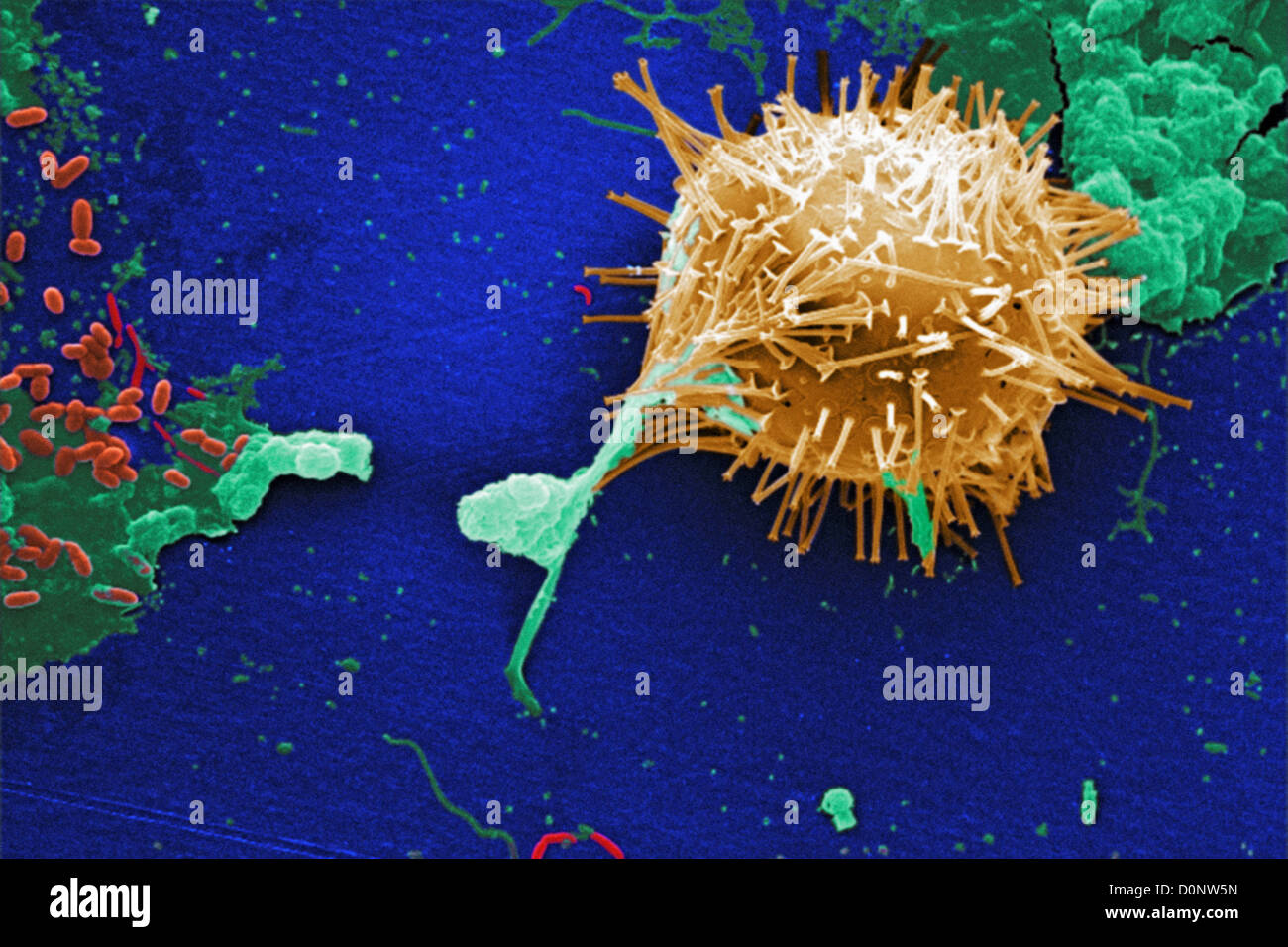 Scanning electron microscopy bacteria hi-res stock photography and ...