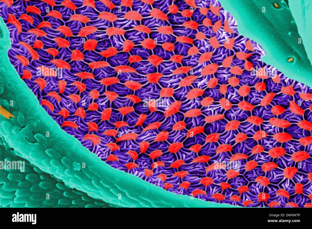 A digitally-colorized close-up scanning electron micrograph (SEM ...