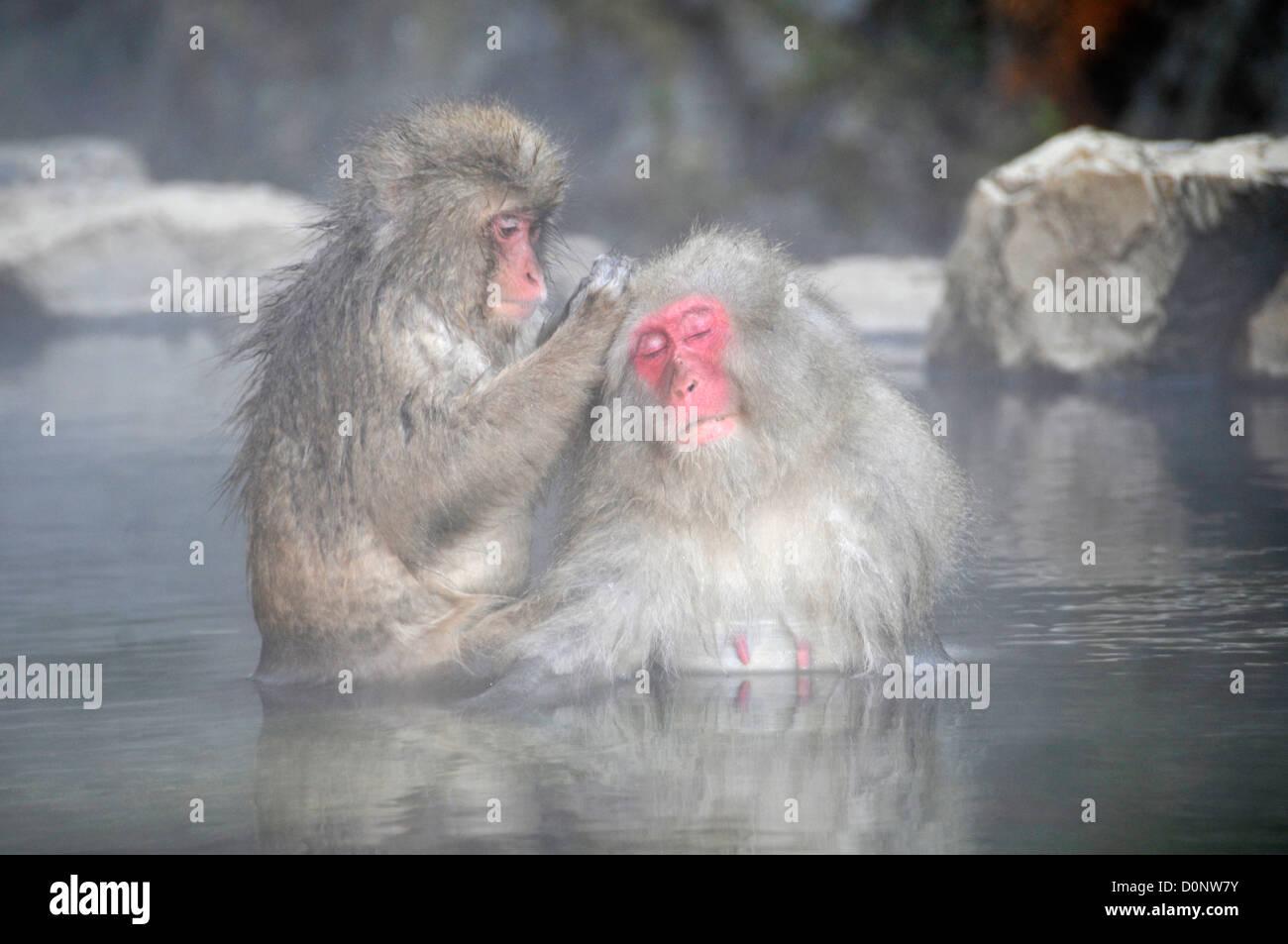 Japanese macaques Macaca fuscata in social grooming behavior inside ...