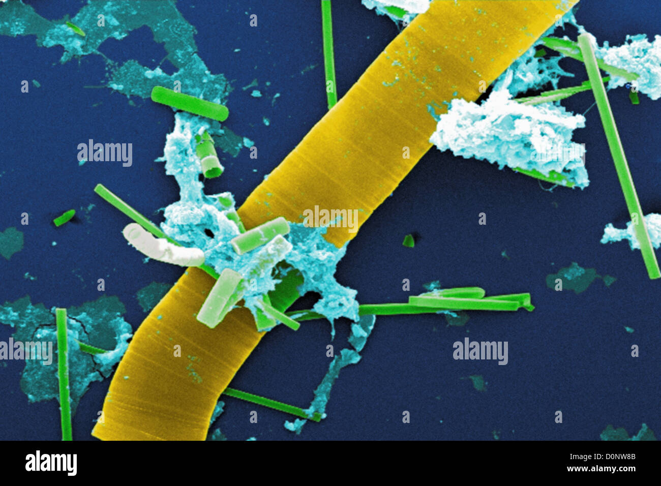 Yellow green algae sem hi-res stock photography and images - Alamy