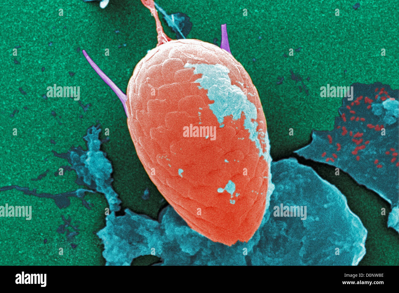 1000x magnification hi-res stock photography and images - Alamy
