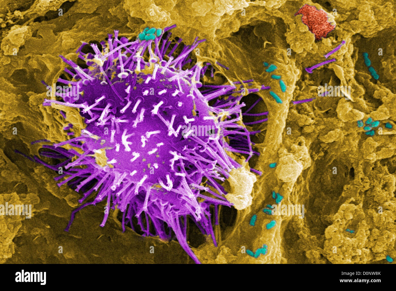 Digitally colorized scanning electron micrograph sem hi-res stock ...