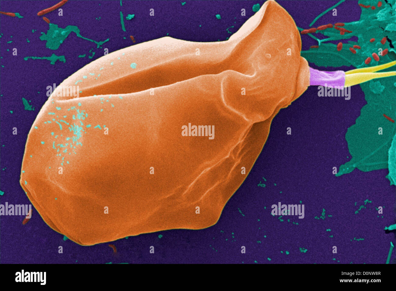 Under moderate magnification 2000X this digitally-colorized scanning ...