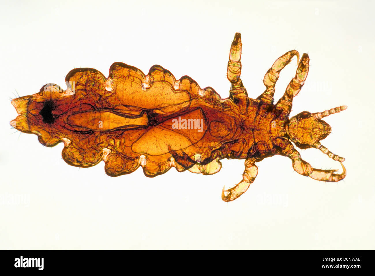 The body louse Pediculus humanus corporis is vector three human ...