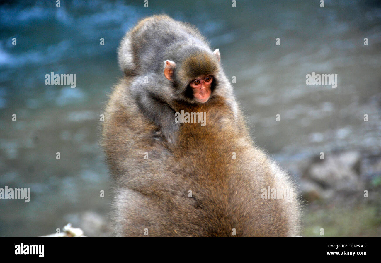 Female Japanese snow monkey, Macaca fuscata, carries her baby ...