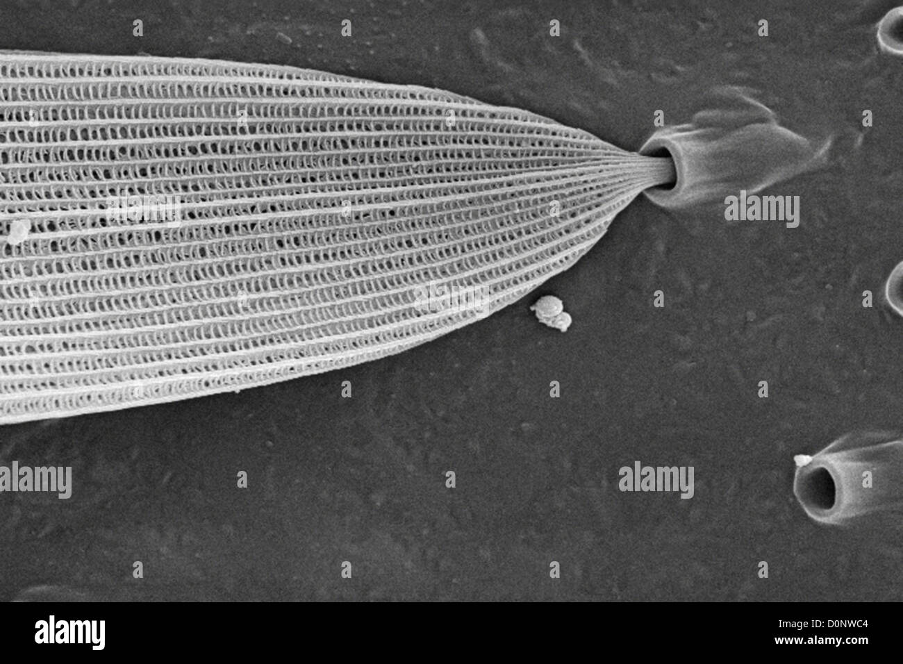 Micrographic hi-res stock photography and images - Alamy