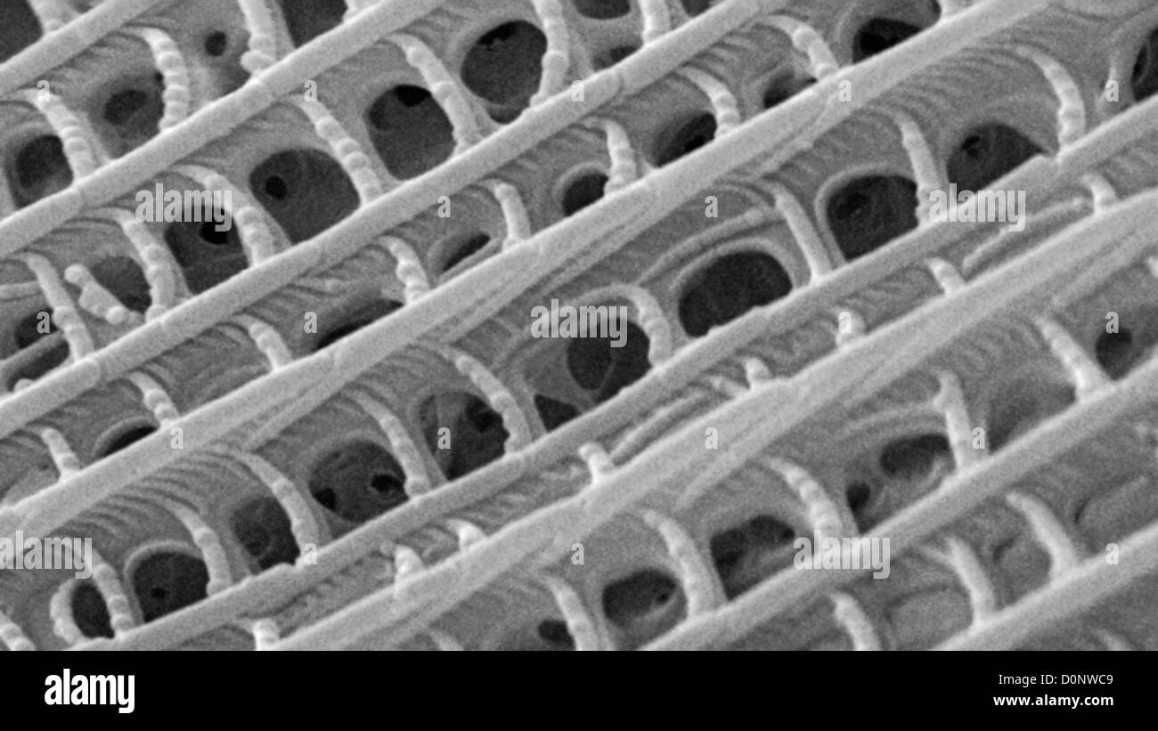 Micrographic hi-res stock photography and images - Alamy