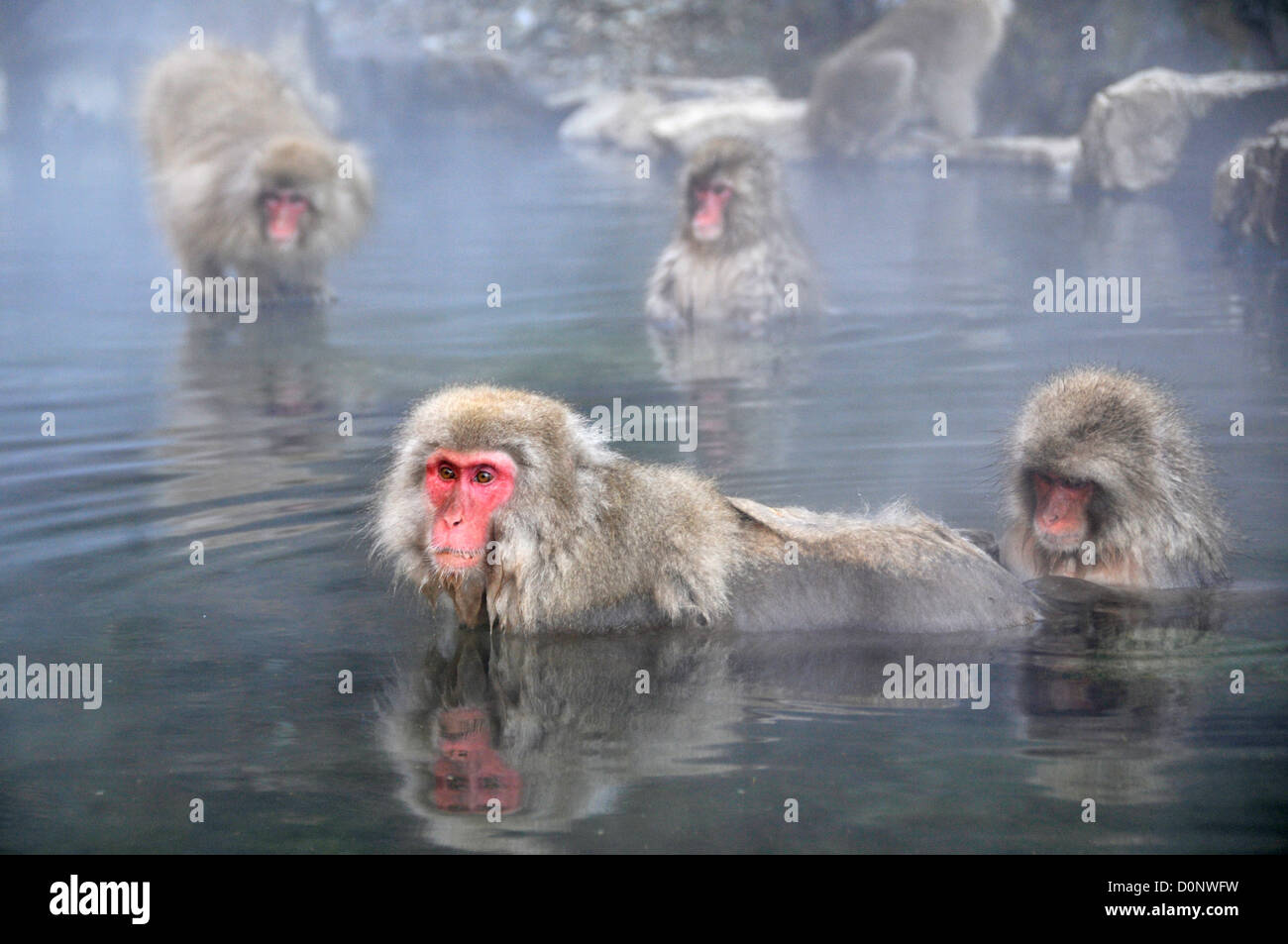 Group of Japanese macaques Macaca fuscata bathing Jigokudani Monkey ...