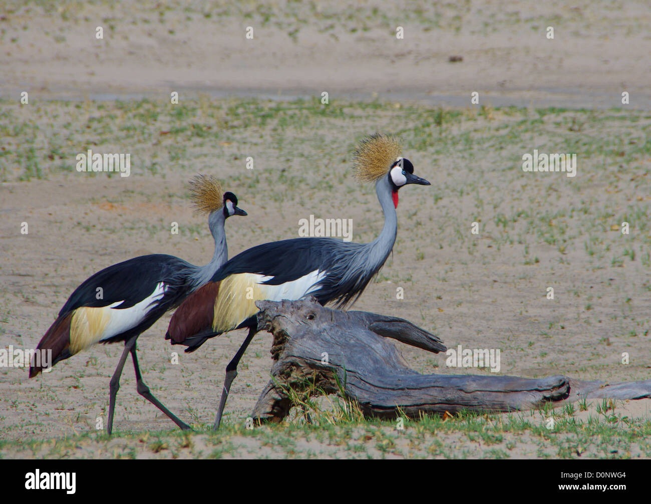 Crowned Crested Crane Stock Photo - Alamy