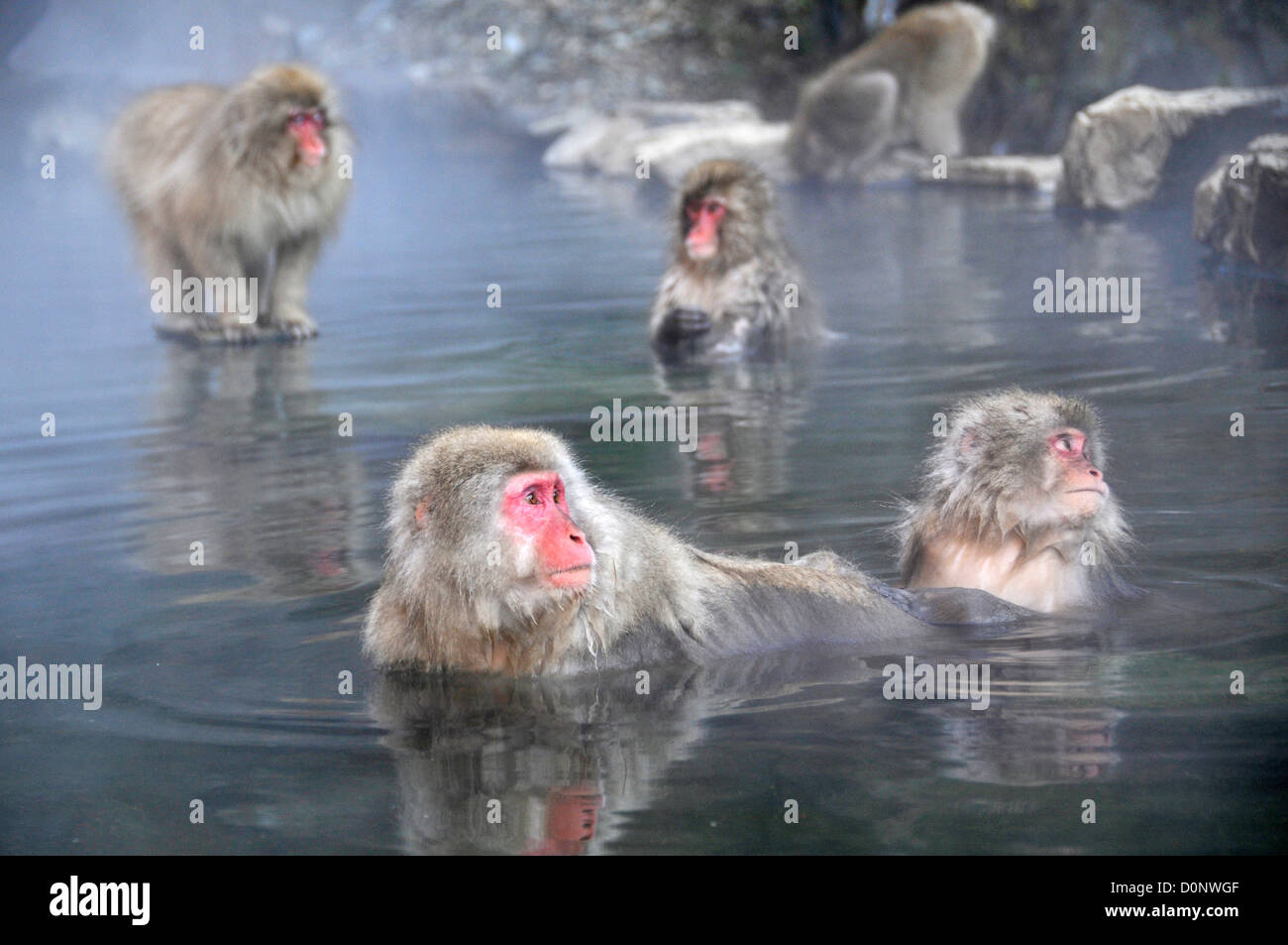 Group of Japanese macaques Macaca fuscata bathing Jigokudani Monkey ...