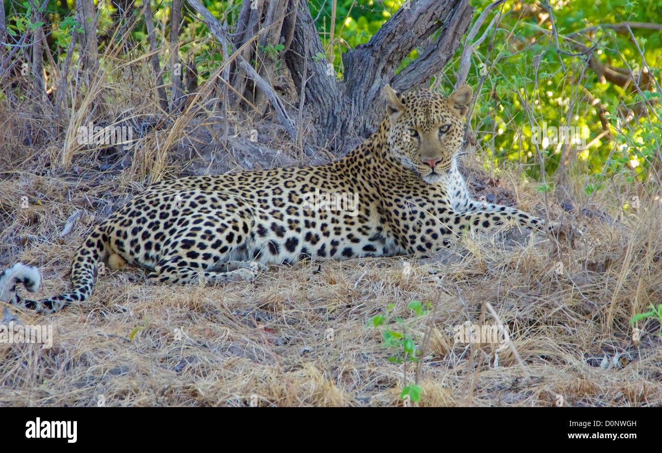 Resting leopard hi-res stock photography and images - Alamy