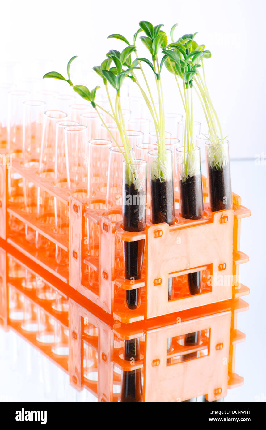 Lab experiment with green seedlings Stock Photo - Alamy