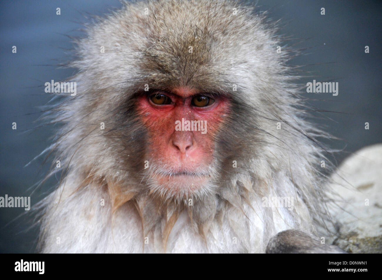 Japanese macaque, Macaca fuscata, Jigokudani Monkey Park, Joshinetsu ...