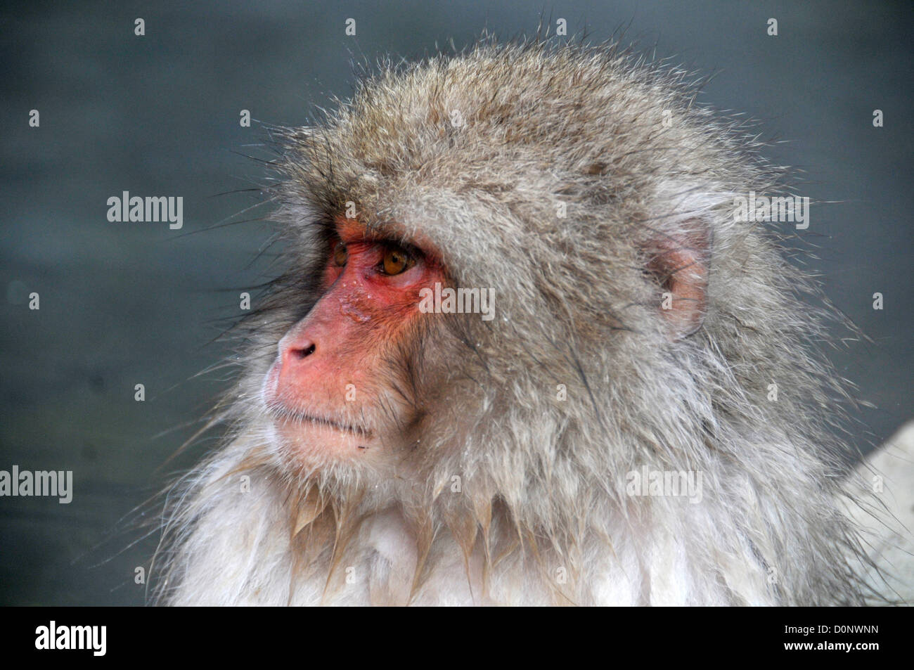 Japanese macaque, Macaca fuscata, Jigokudani Monkey Park, Joshinetsu ...