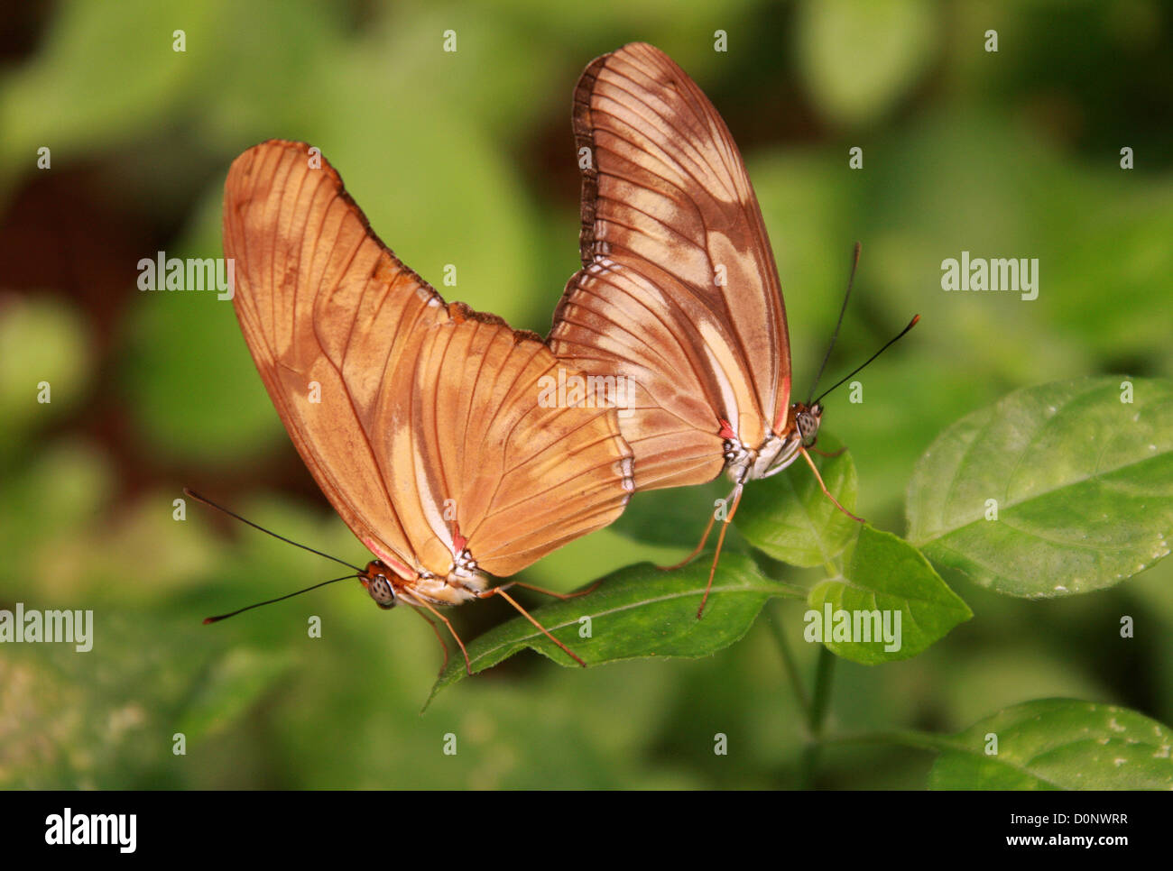 Flambeau Butterfly Aka Julia Butterfly Or Julia Heliconian Dryas Julia South And Central