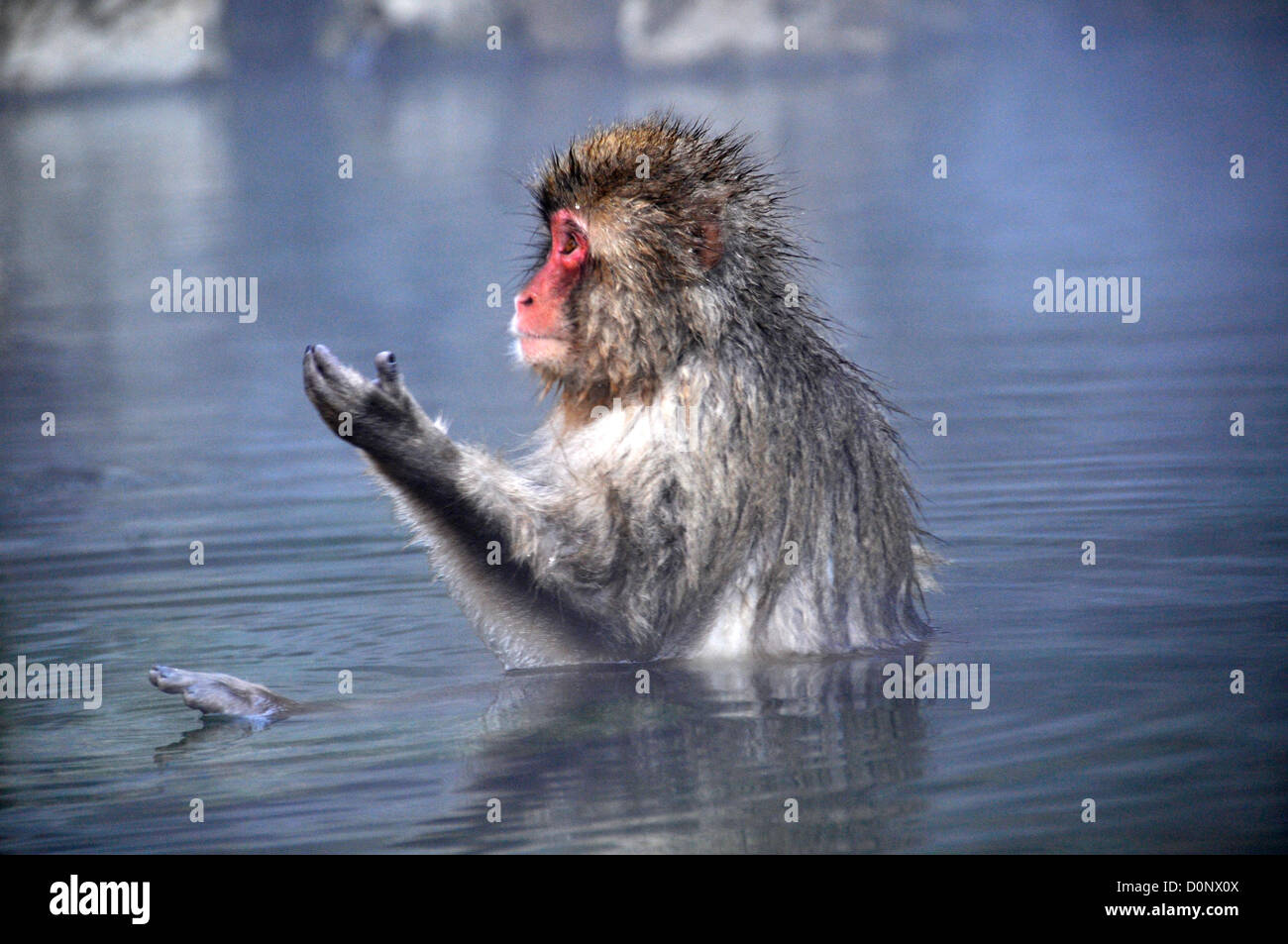 Japanese macaque, Macaca fuscata, Jigokudani Monkey Park, Joshinetsu ...